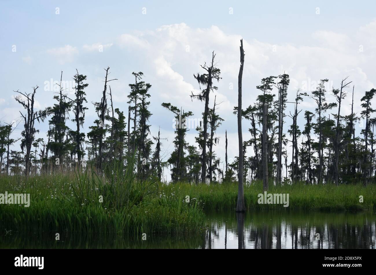 Variety of trees growing out of the swamp Stock Photo - Alamy