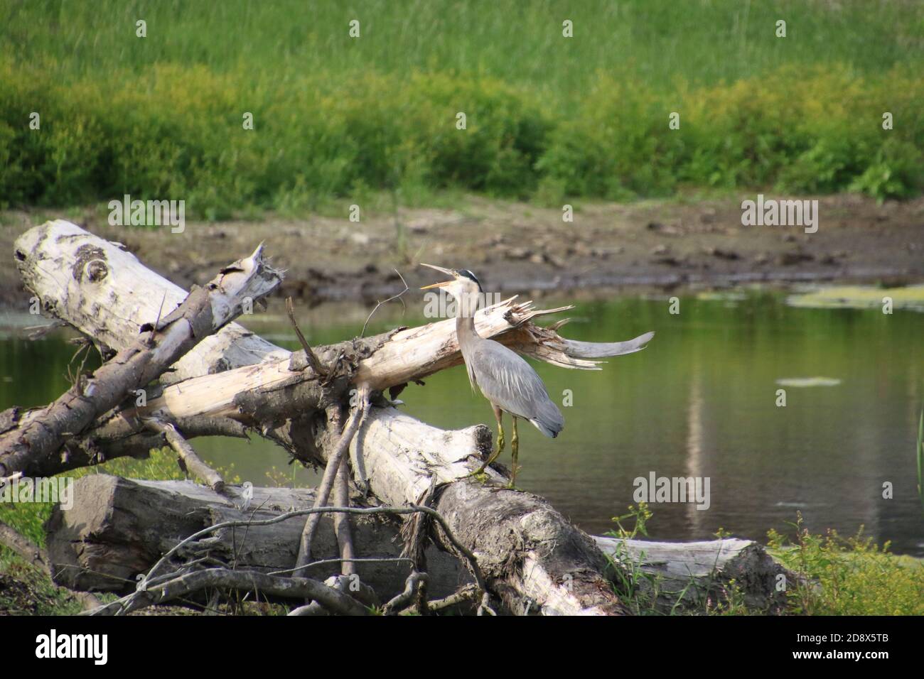 Bleached logs hi-res stock photography and images - Alamy
