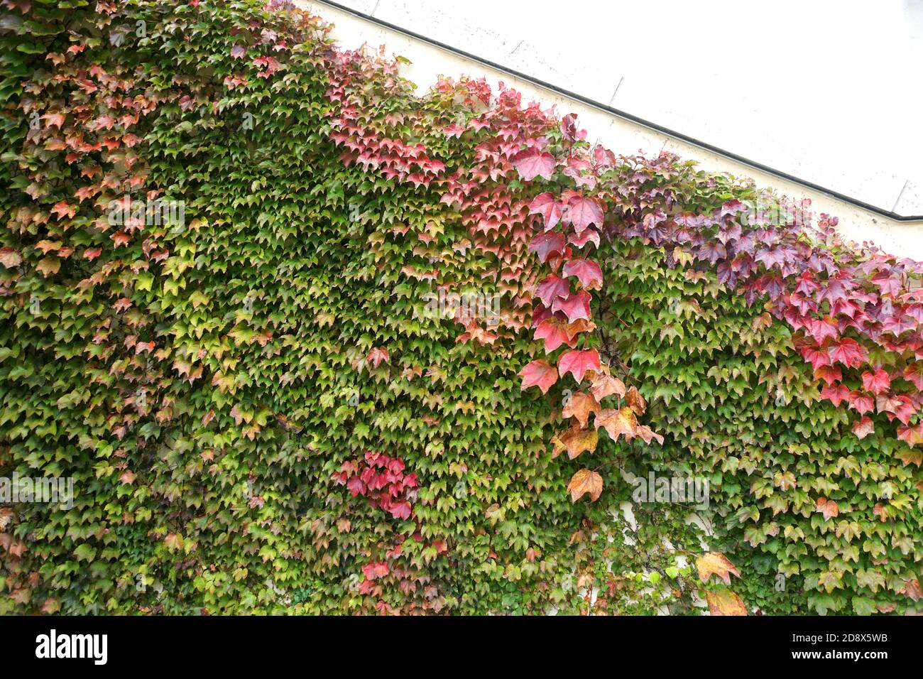 Japanese ivy plants climbing on the wall and changing colors in the ...