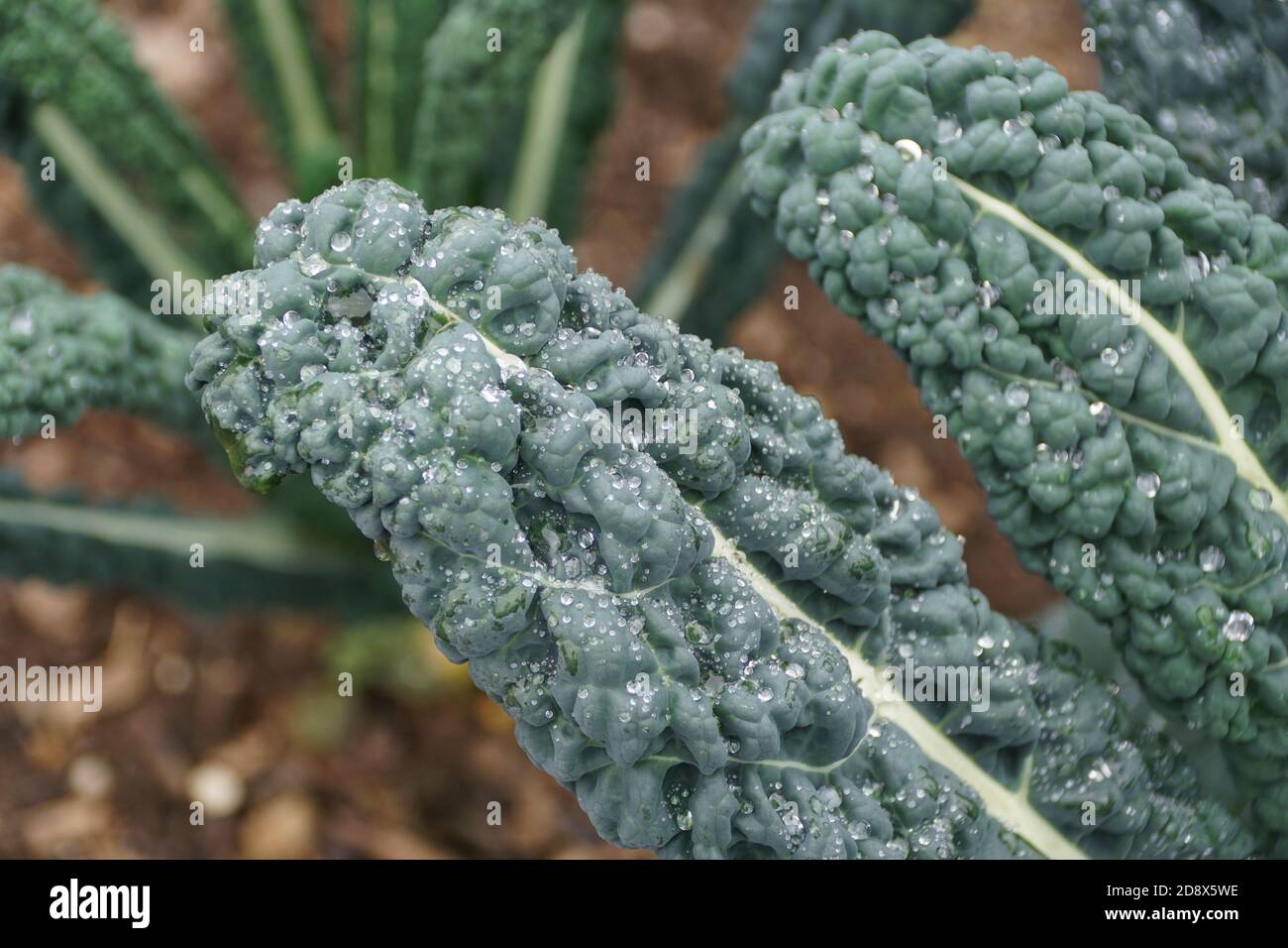 Black magic kale hi-res stock photography and images - Alamy