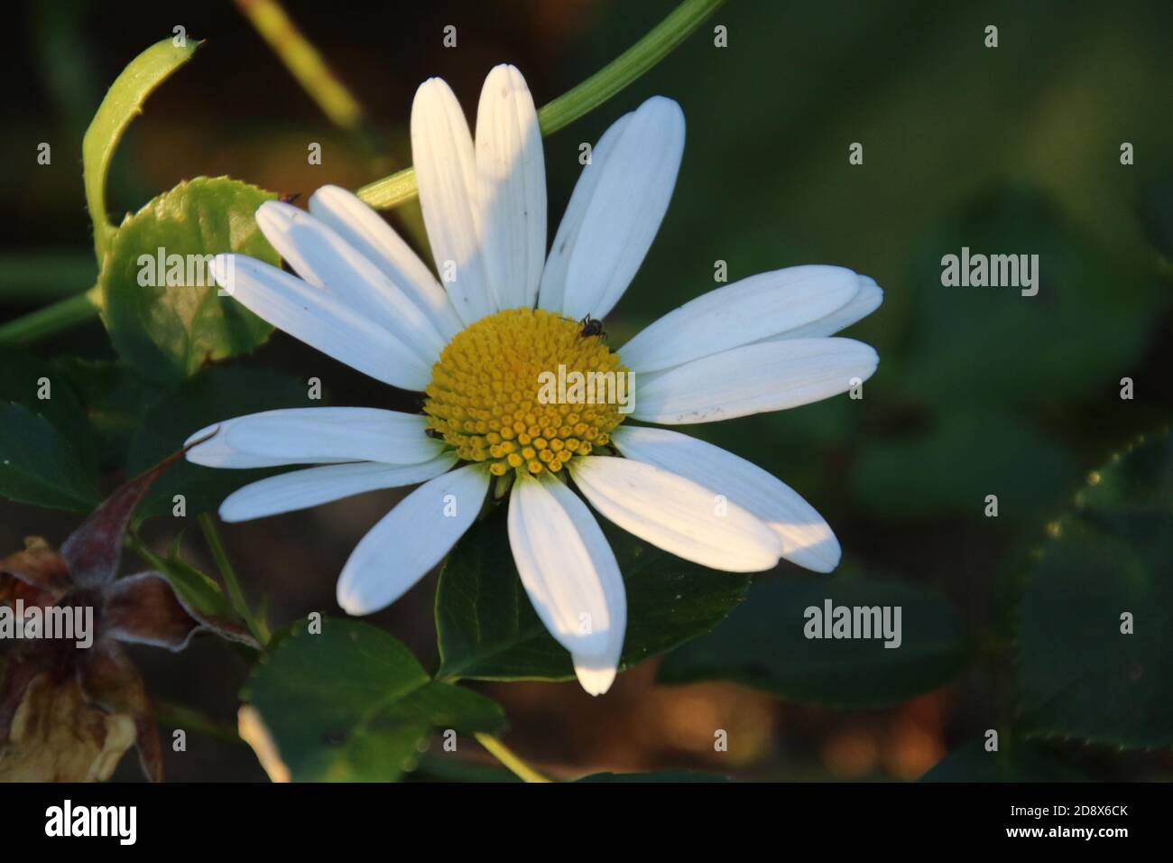A close up of a daisy with an ant crawling around on the the petals ...