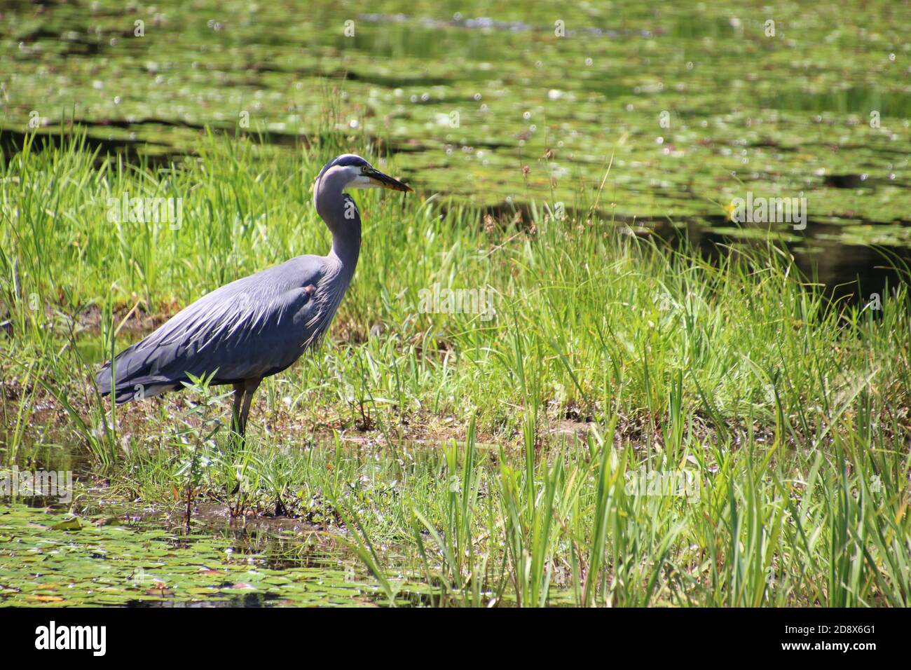 A great blue heron on the left of the frame with water in the ...