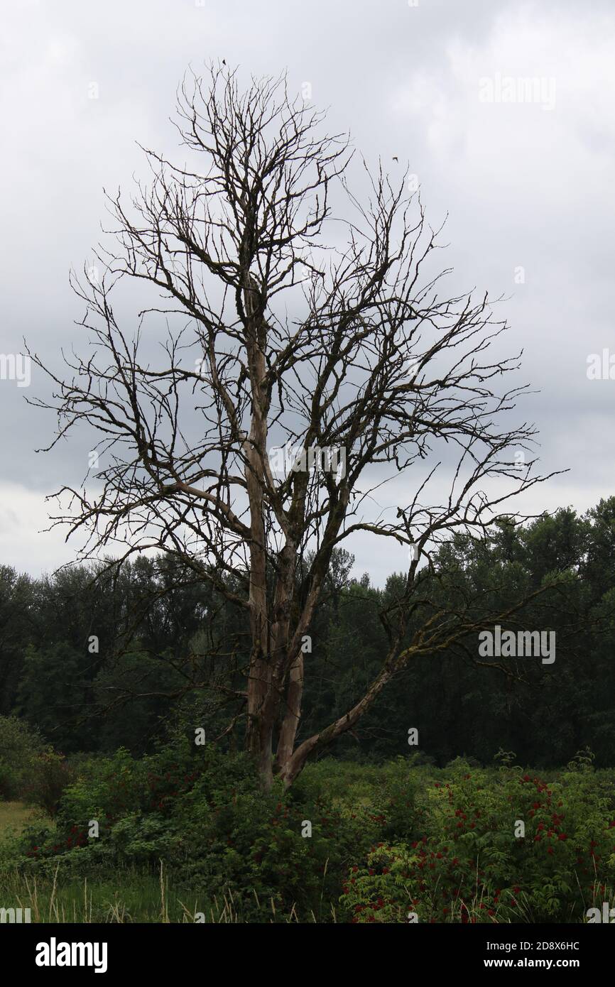 A dead tree with lots of branches on the edge of a meadow with trees in ...
