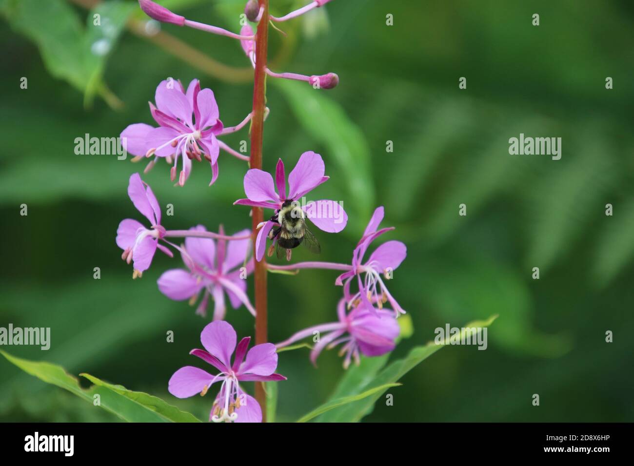 A bee pollinating a pink flower surrounded by more pink flowers and a ...