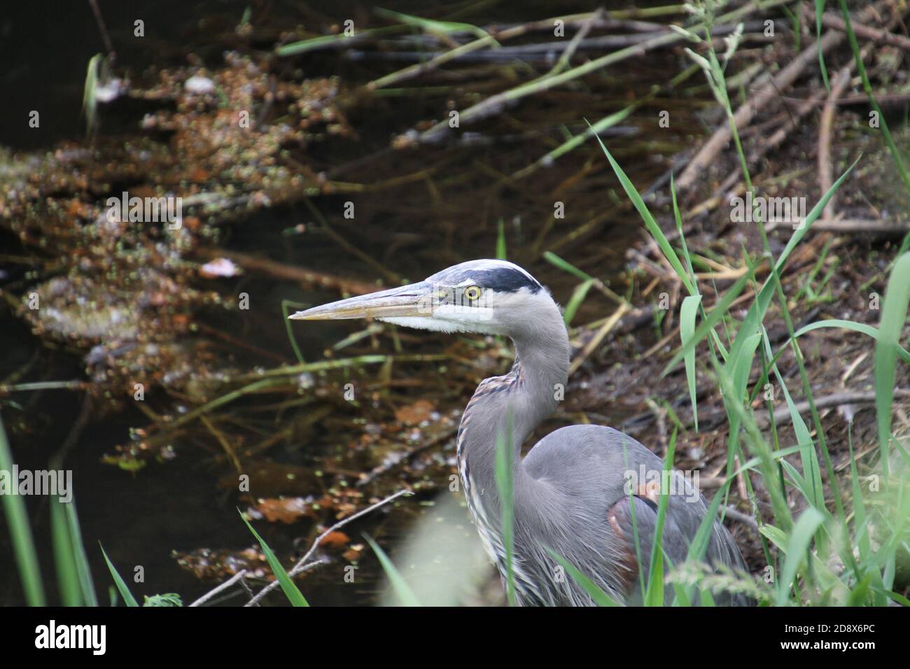 A great blue heron wading in a pond facing to the left Stock Photo - Alamy