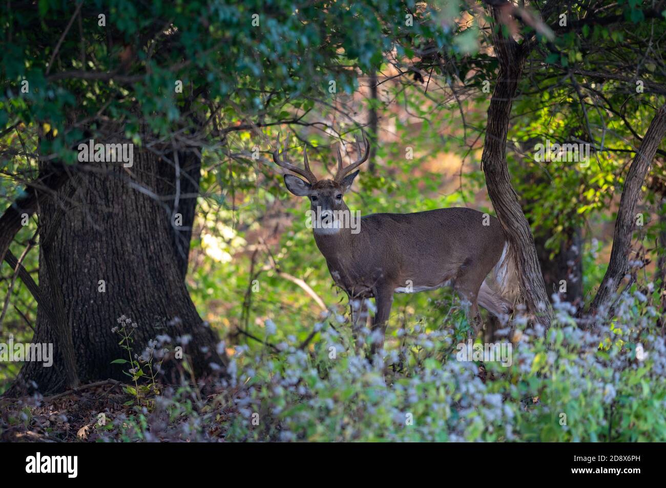 Whitetailed deer buck in woods in the fall Stock Photo - Alamy