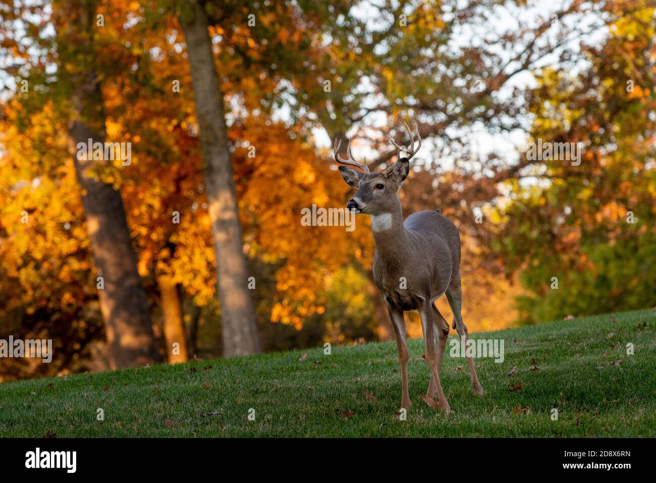 Whitetailed deer buck in meadow with fall colors in background Stock ...