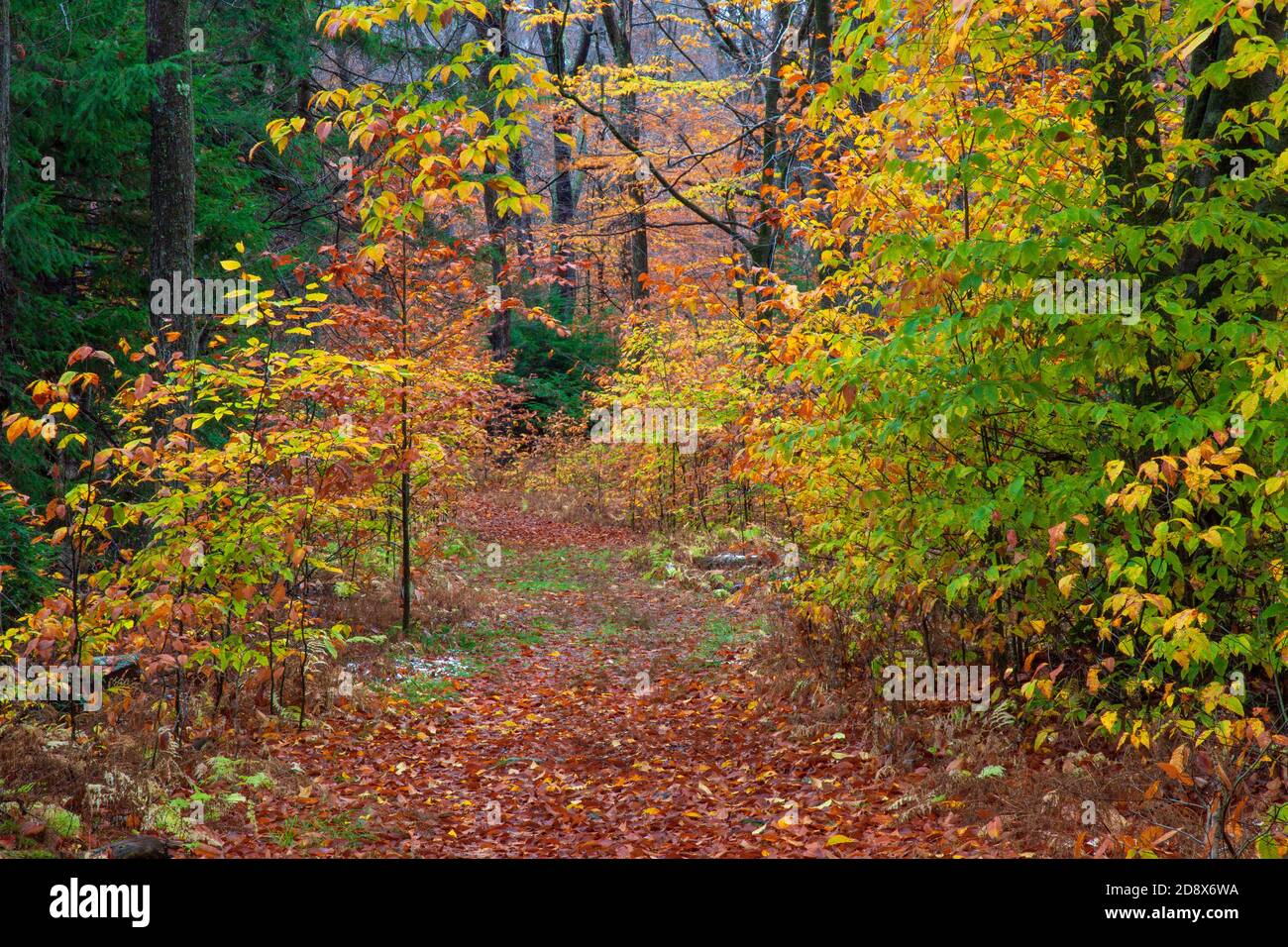 Trail in an autumn forest at Promised Land State Park in Pennsylvania’s ...