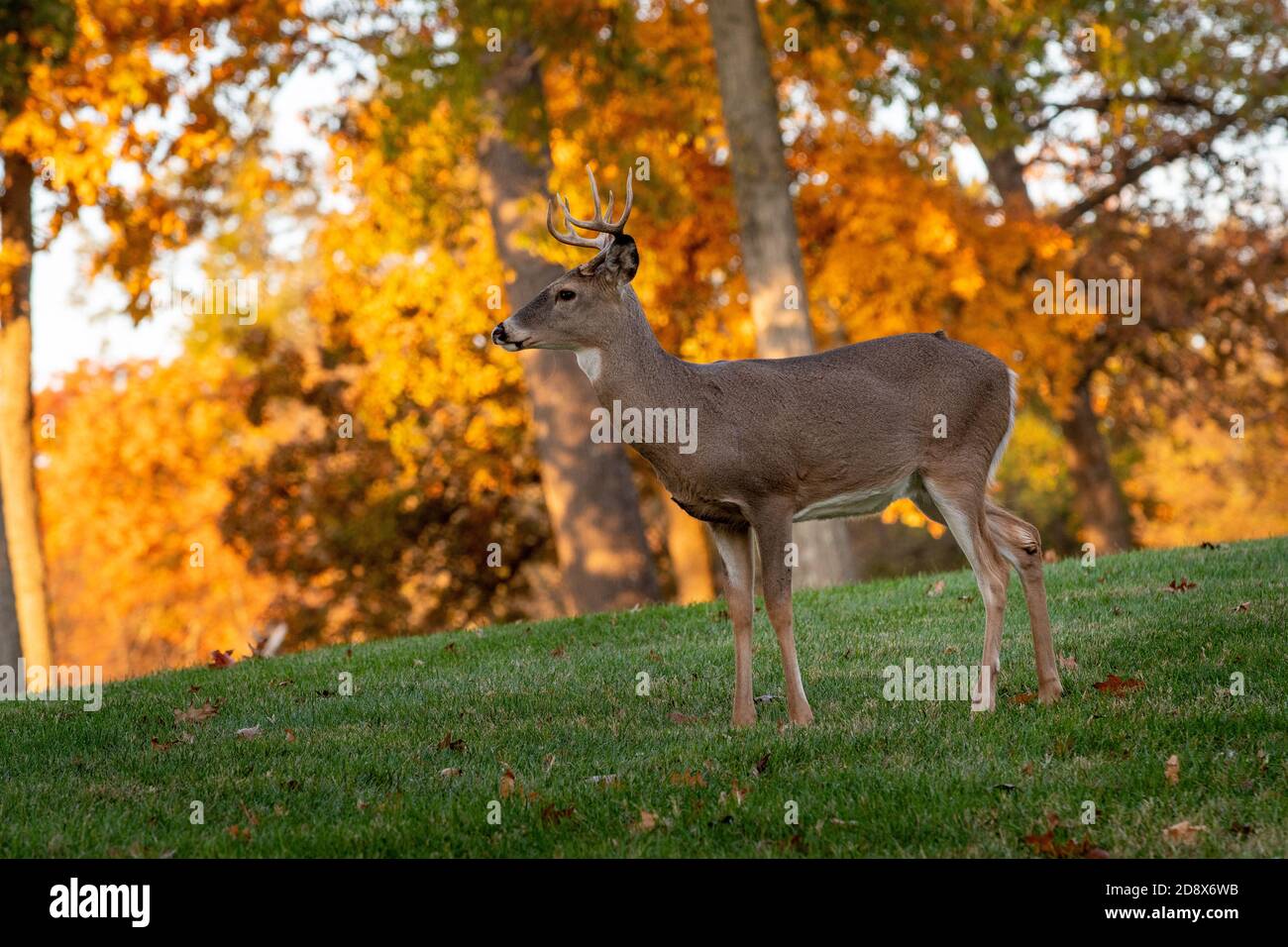 Whitetailed deer buck in meadow with fall colors in background Stock ...