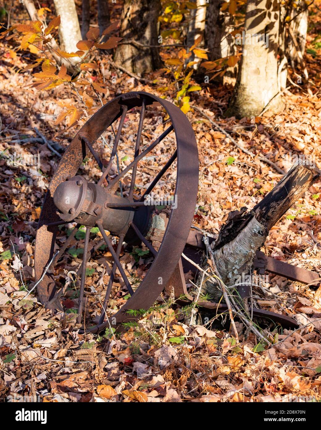 An old rusty antique metal wagon wheel abandoned in the forest in the ...