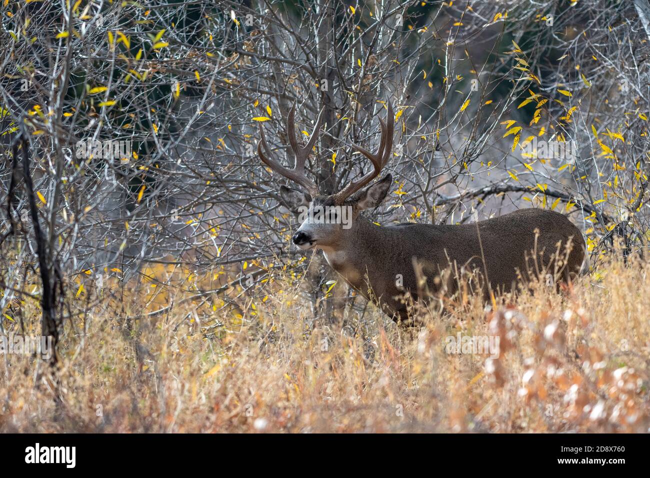 Large mule deer buck in the woods in fall in Grand Teton National Park ...