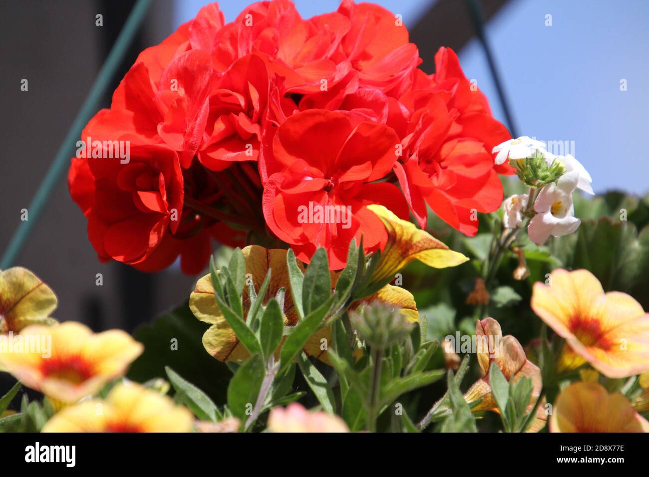 A bunch of red flowers with yellow and red flowers underneath Stock ...