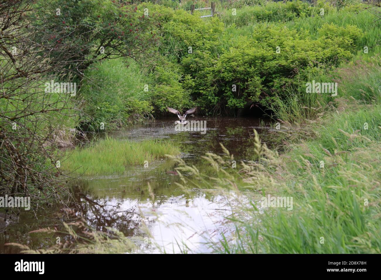 Duck facing camera hi-res stock photography and images - Alamy