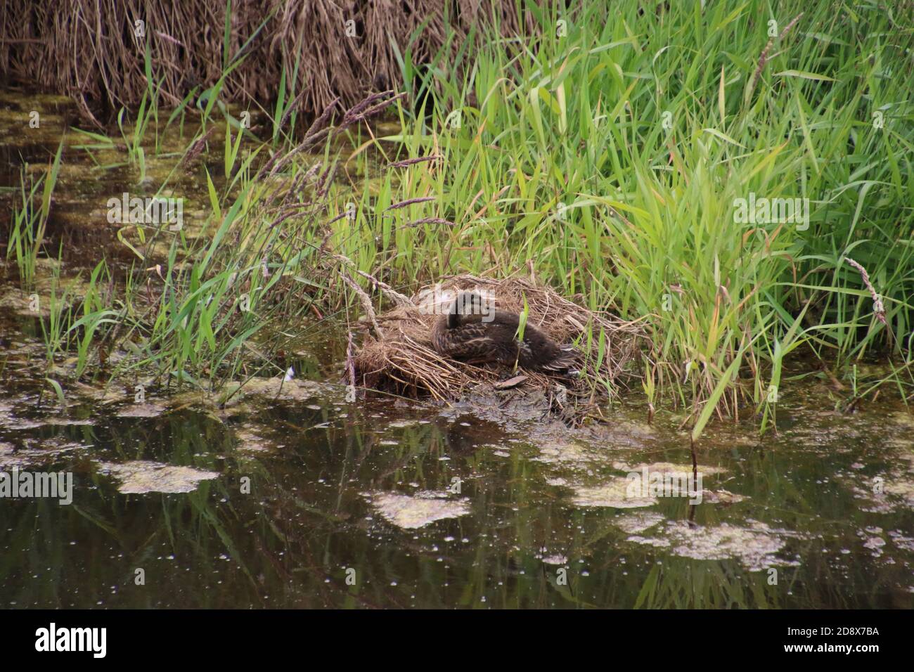 Lump of grass hi-res stock photography and images - Alamy