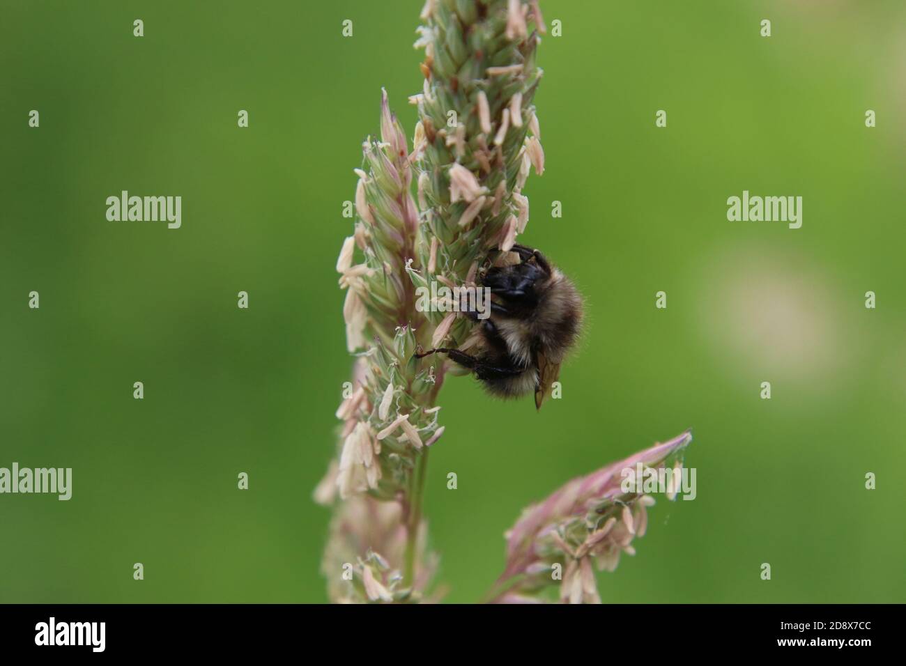 A bee on the seed pod of a piece of grass Stock Photo - Alamy