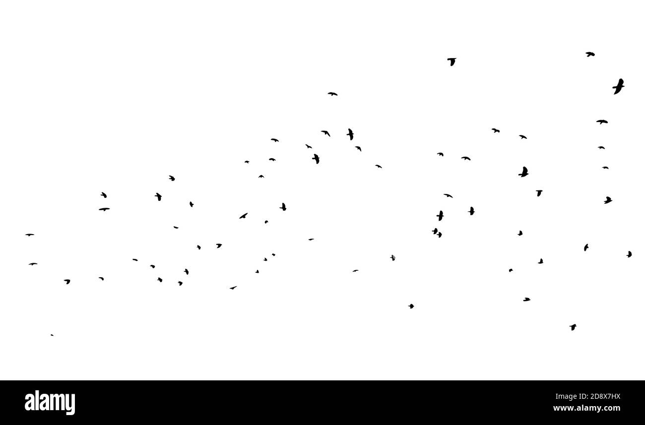 A flock of flying birds. Vector illustration Stock Vector Image & Art ...