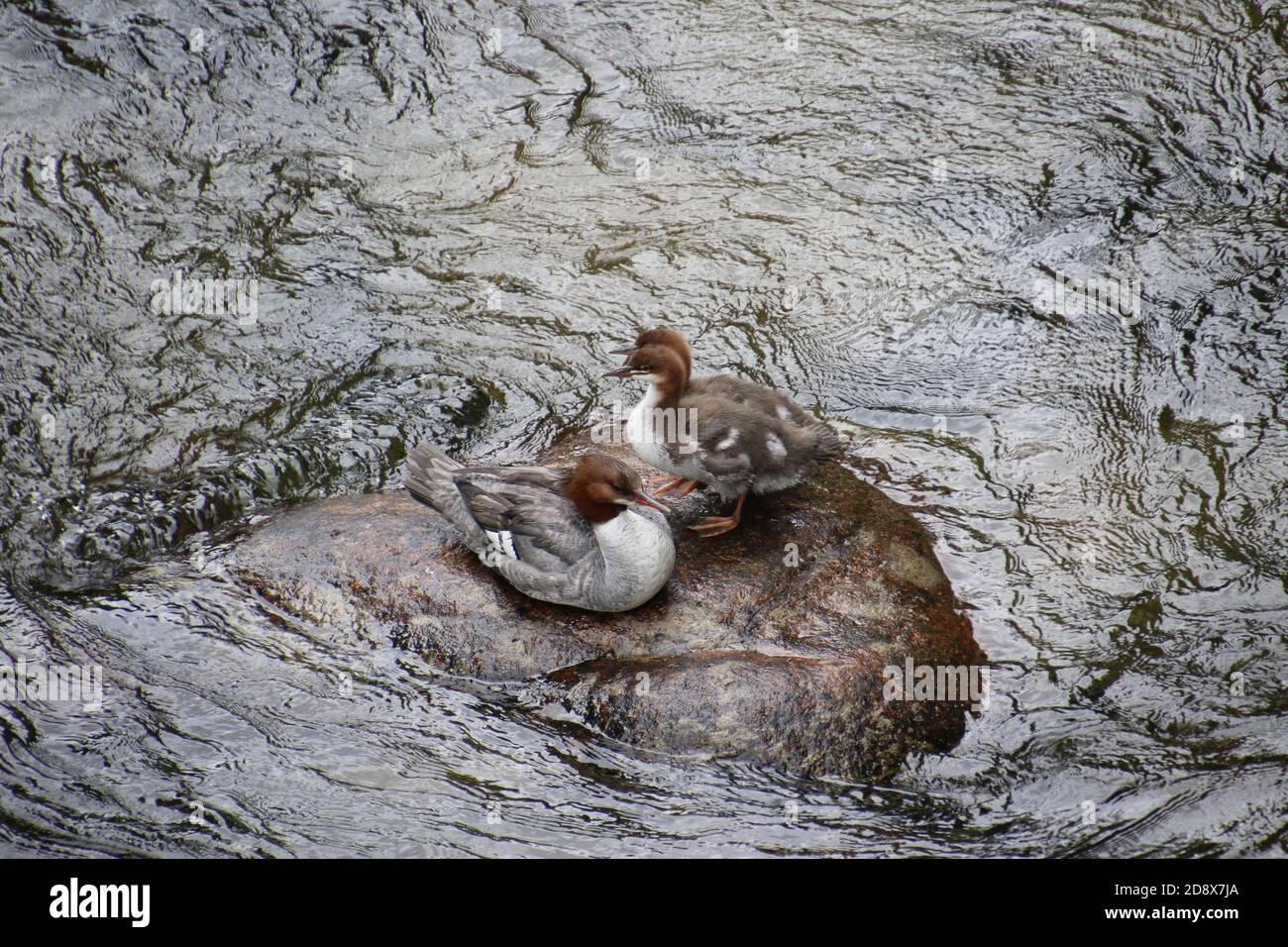 A common merganser duck with her ducklings standing on a rock in the ...