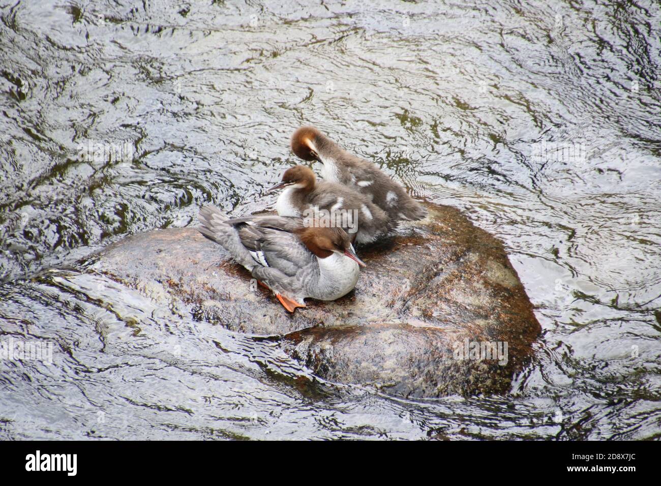 A common merganser duck with her ducklings standing on a rock in the ...