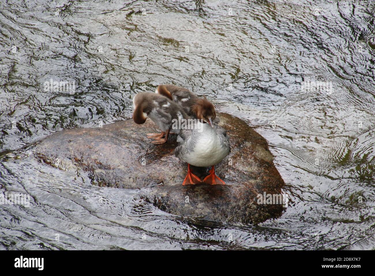 A common merganser duck with her ducklings standing on a rock in the ...