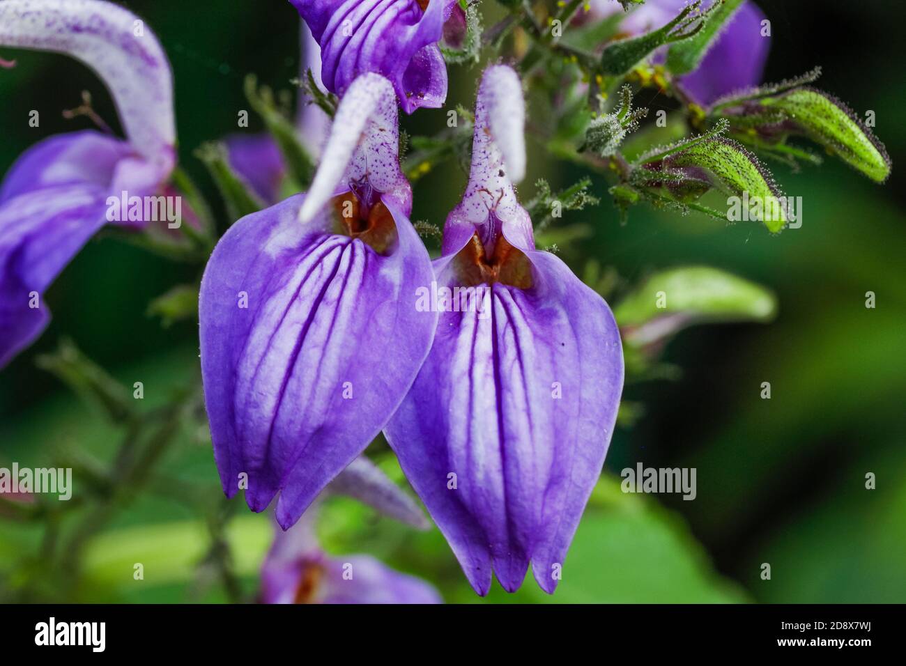 Selective focus shot of violet flowers in a botanical garden with a ...