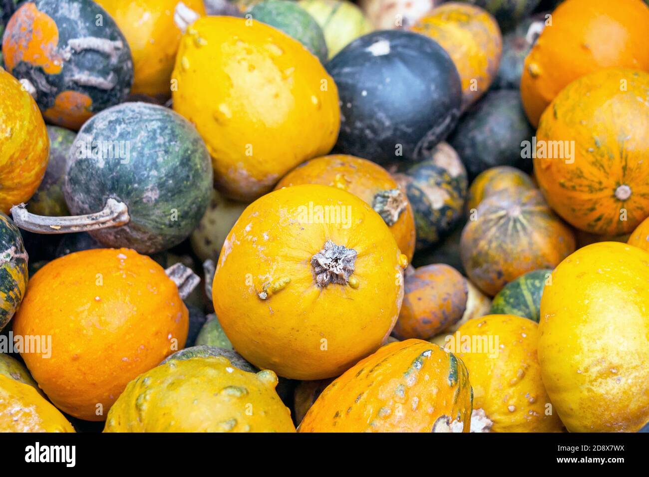 fresh pumpkin at vegetable stall at borough Market in London Stock ...