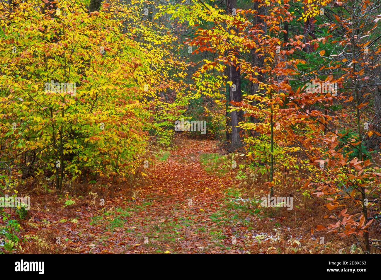 Trail in an autumn forest at Promised Land State Park in Pennsylvania’s ...