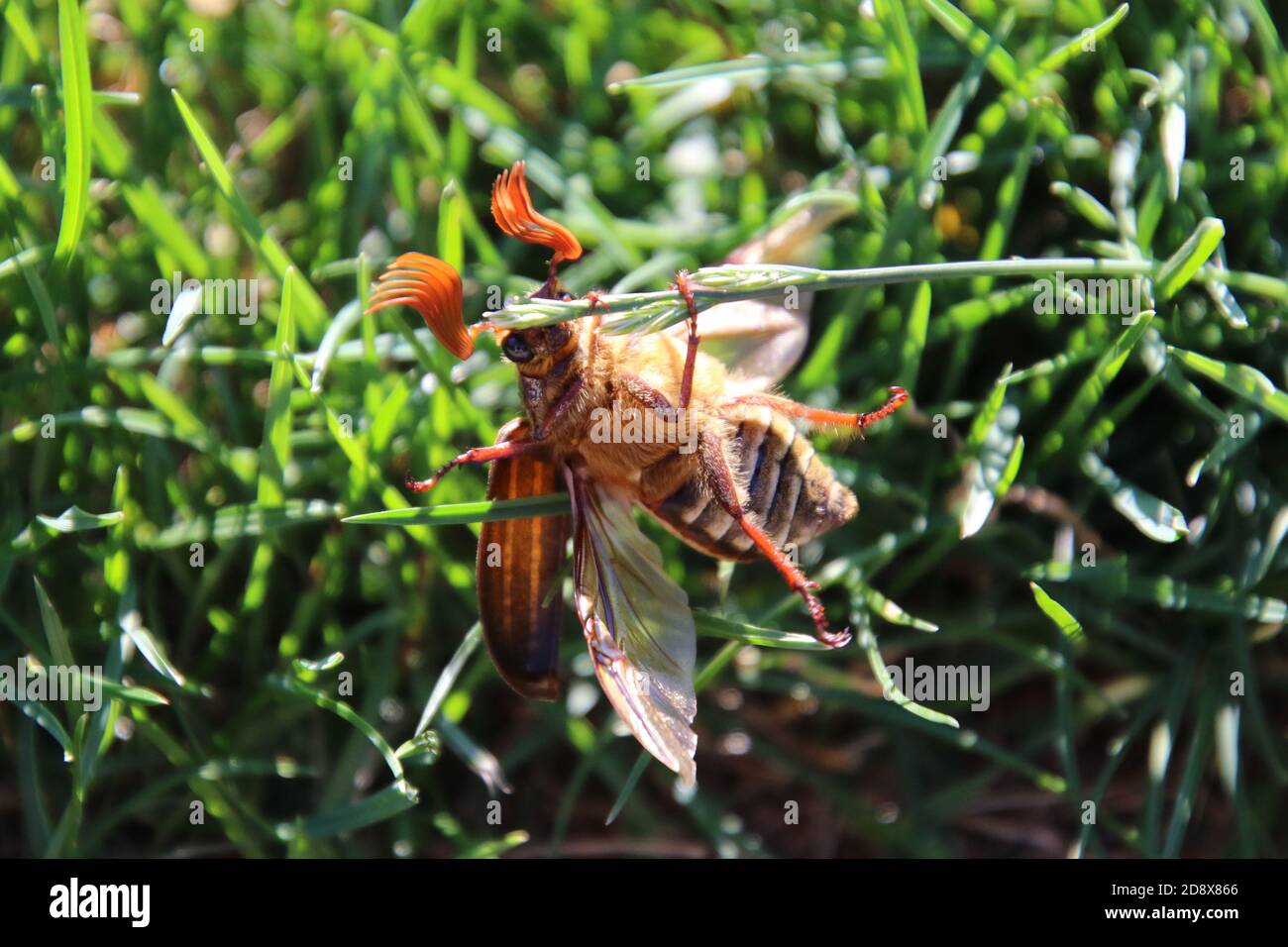 June bug hi-res stock photography and images - Alamy