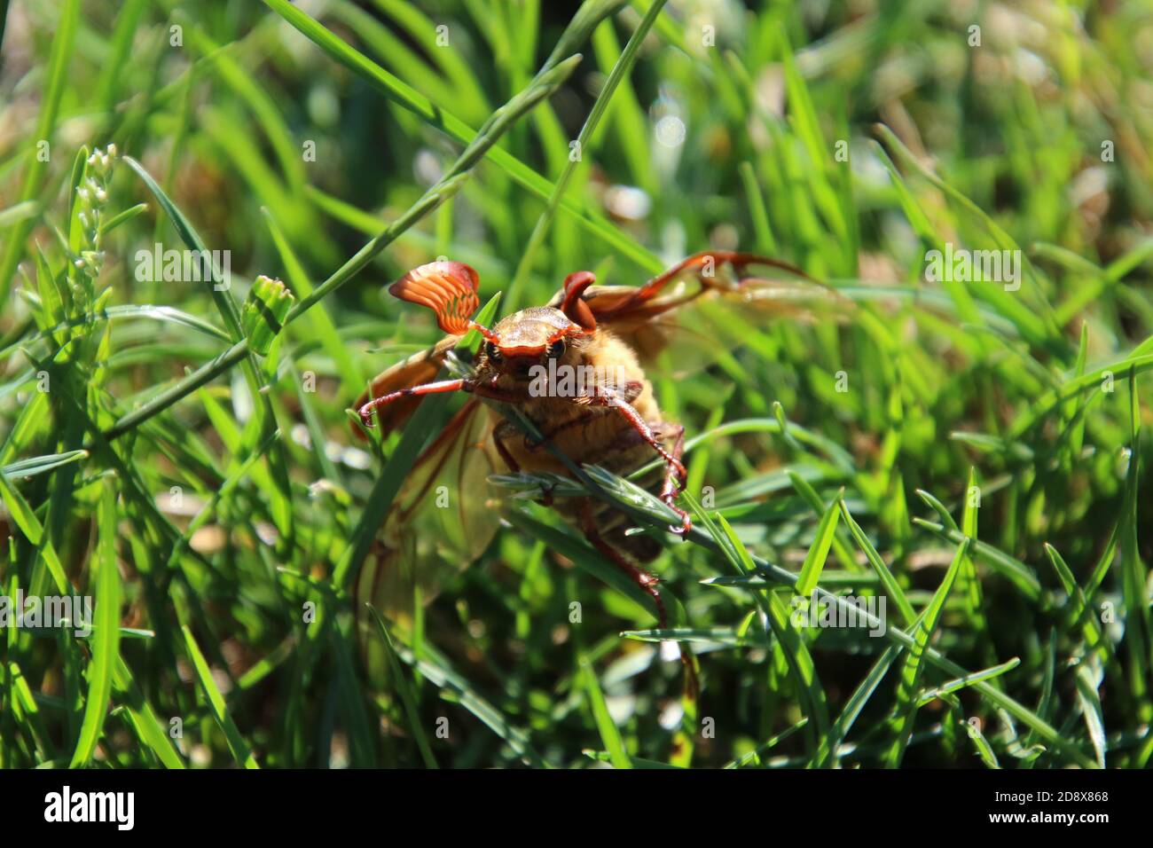 A closeup of a June bug on a green blade of grass with green grass ...