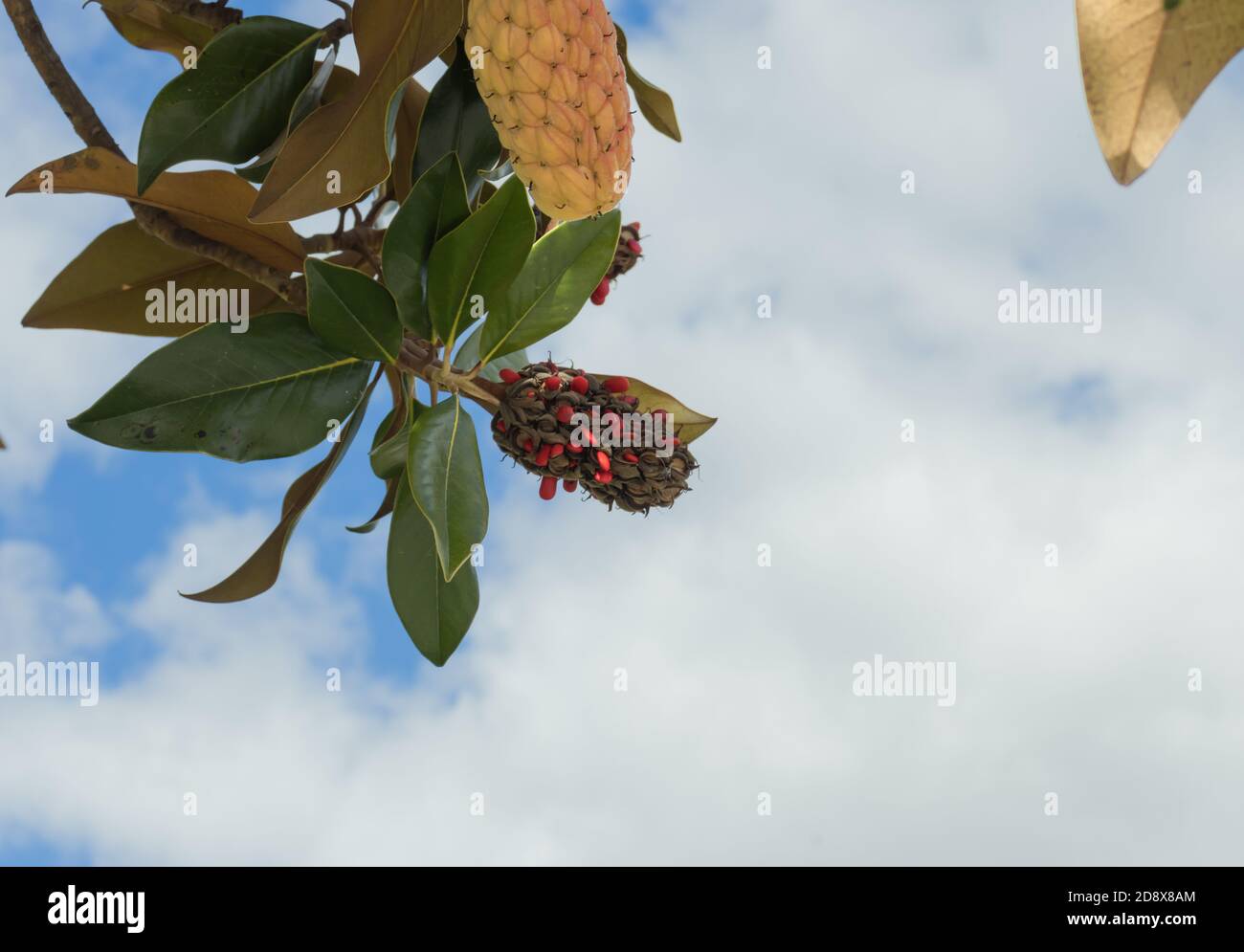 Magnolia fruit hi-res stock photography and images - Alamy