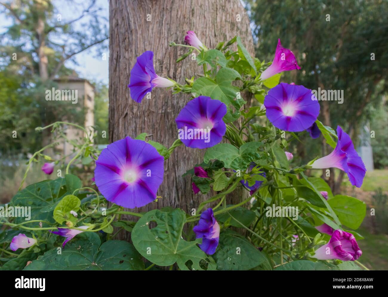 Precious Ipomoea purplish outdoors, climbing a tree Stock Photo - Alamy