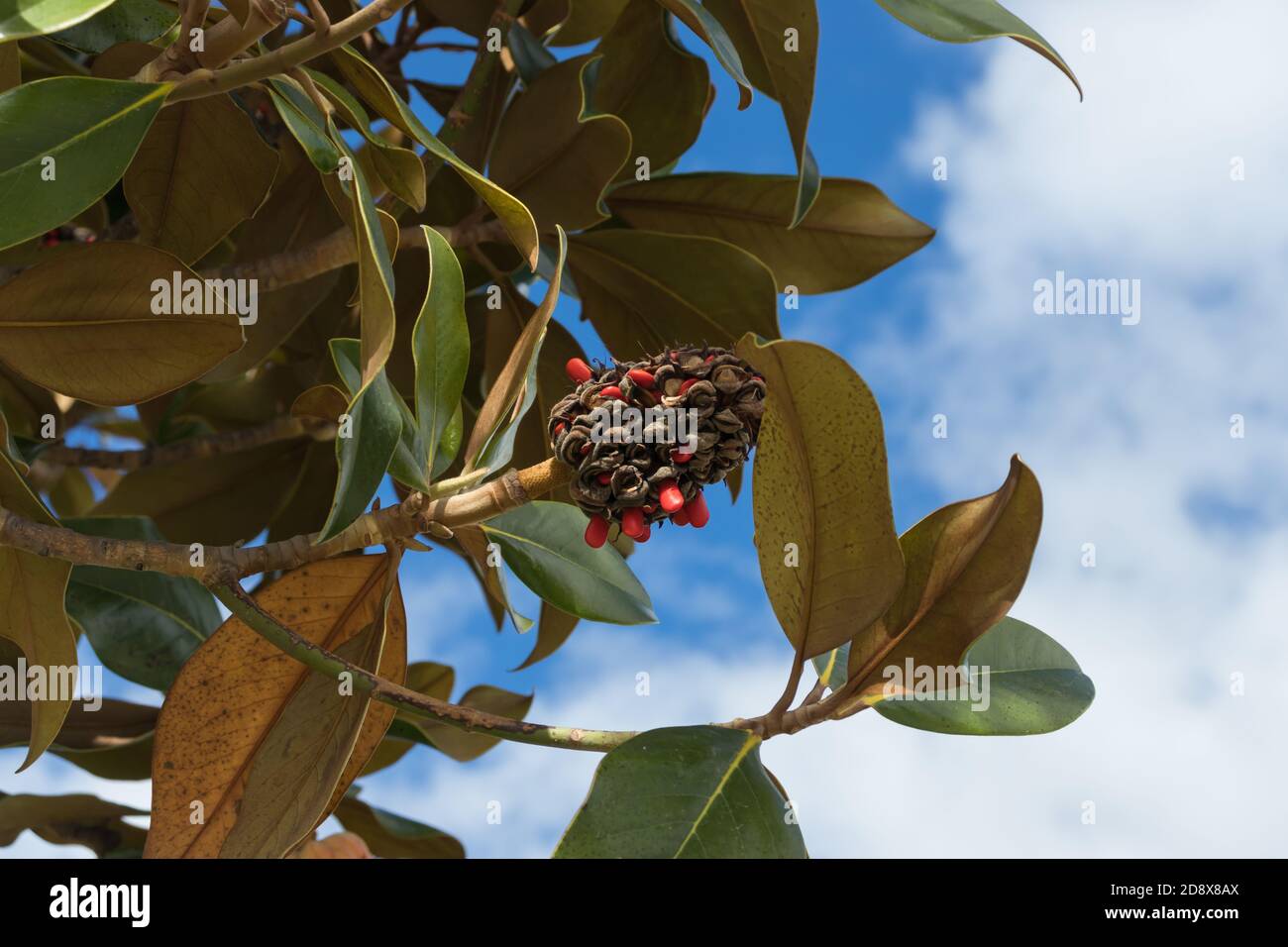 Magnolia fruit hi-res stock photography and images - Alamy