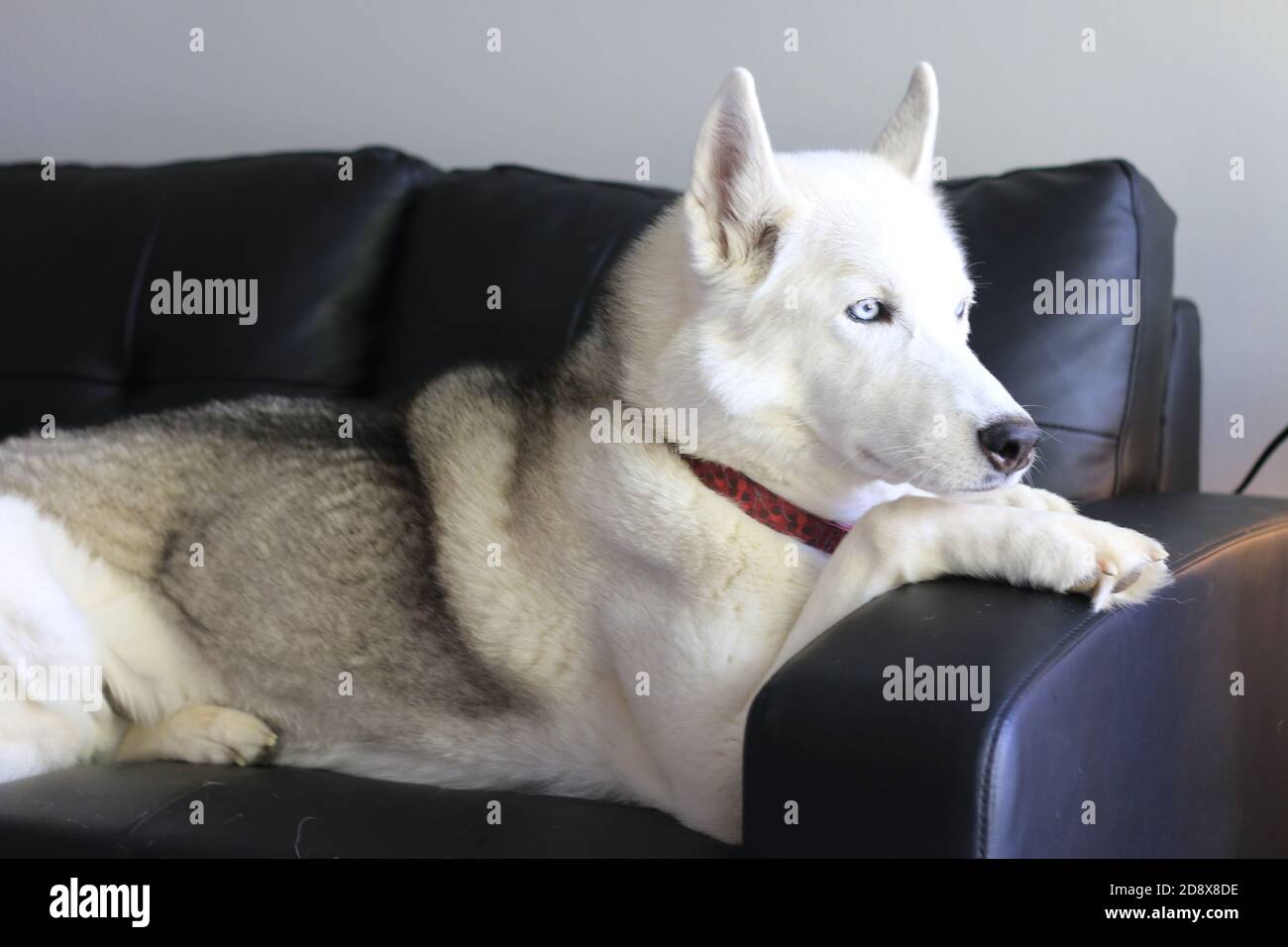 siberian husky watching on a leather couch Stock Photo - Alamy