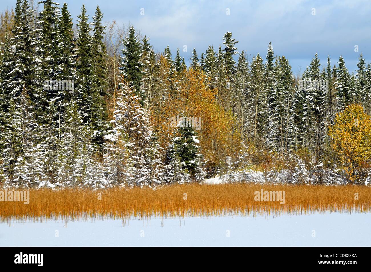 Mixed forest canada hi-res stock photography and images - Alamy
