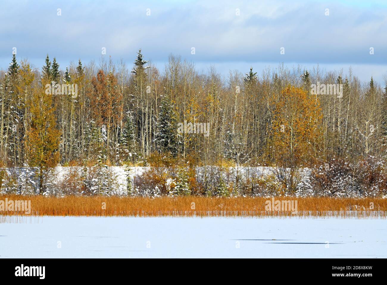 A horizontal autumn landscape image of mixed forest under the first ...