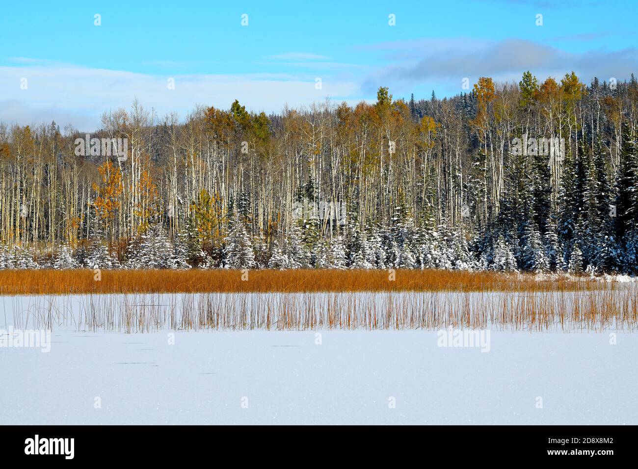 Mixed forest canada hi-res stock photography and images - Alamy