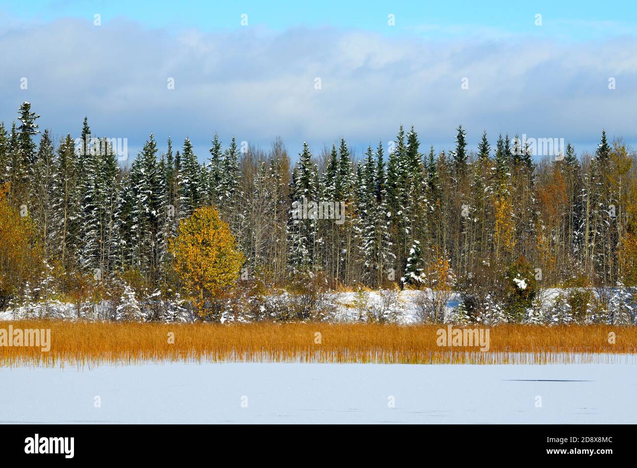 Mixed forest canada hi-res stock photography and images - Alamy