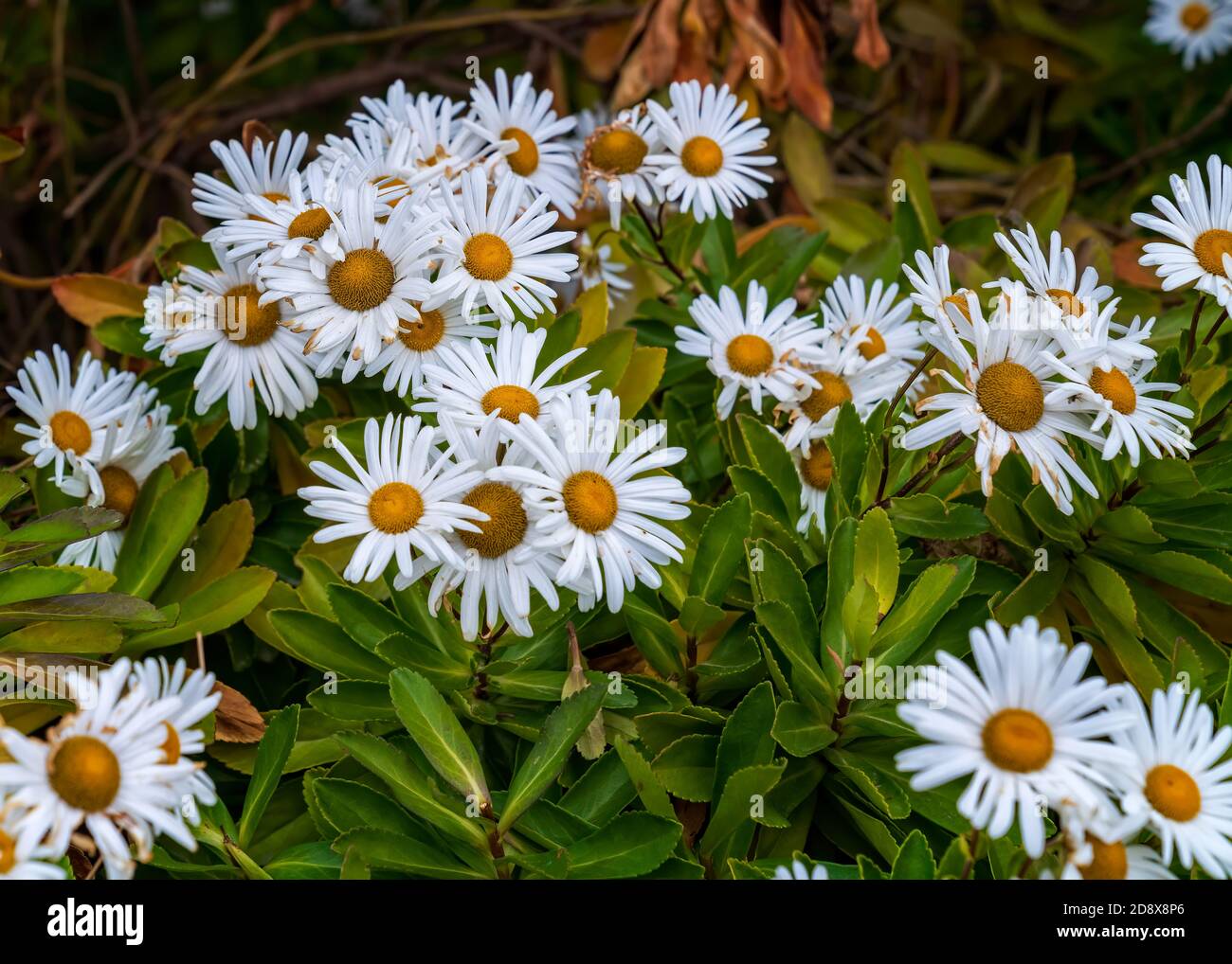 Acadia National Park Stock Photo - Alamy