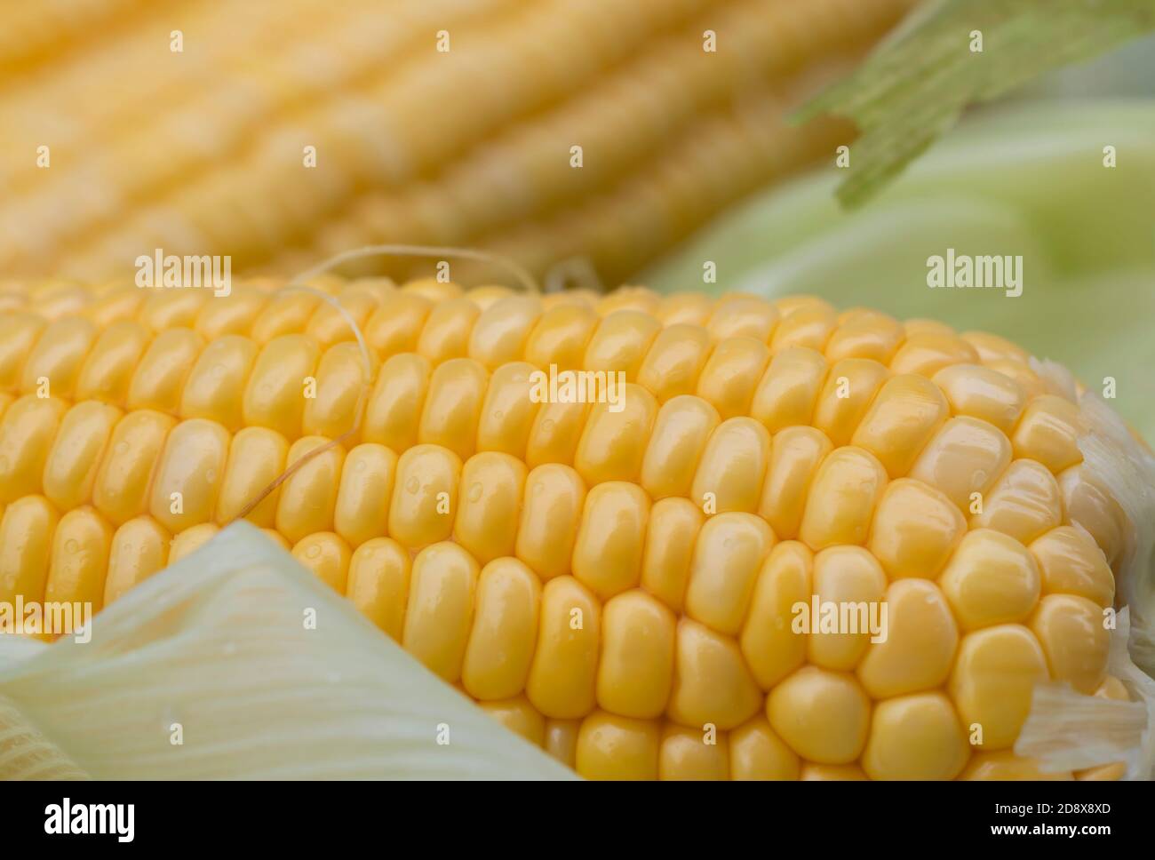 Close-up freshness seeds of sweet corn in a row and water drop with ...
