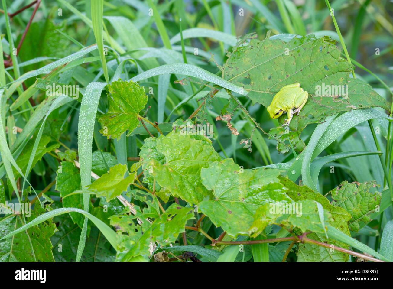 Gray treefrog (Hyla versicolor), Eastern USA, by Dominique Braud ...