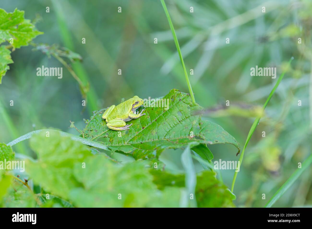 Gray treefrog (Hyla versicolor), Eastern USA, by Dominique Braud ...