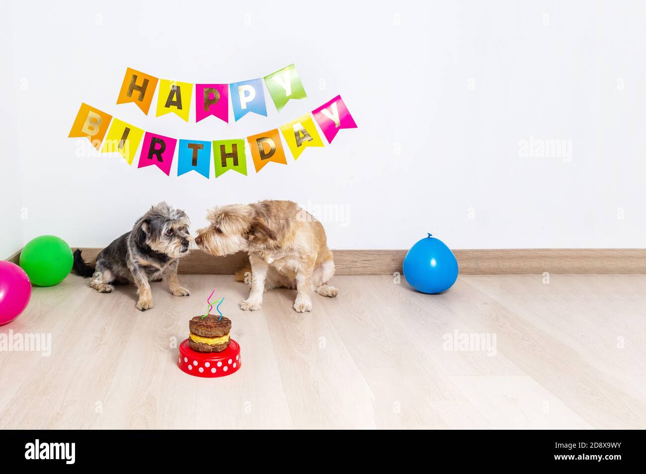 Two precocious dogs celebrating their birthday with cake and party ...
