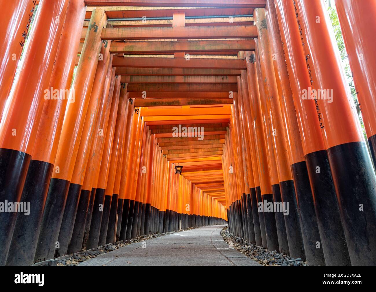 Torii path lined with thousands of torii in the Fushimi Inari Taisha ...