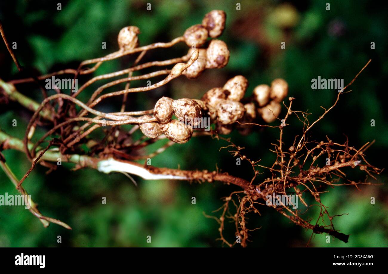 Raw peanuts on the roots Indonesia Stock Photo - Alamy