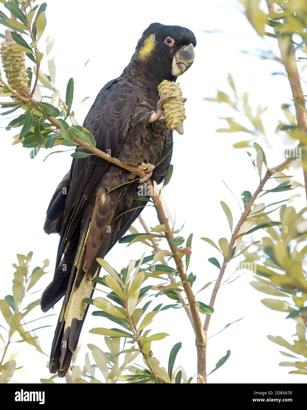 Male yellow tailed black cockatoo hi-res stock photography and images ...