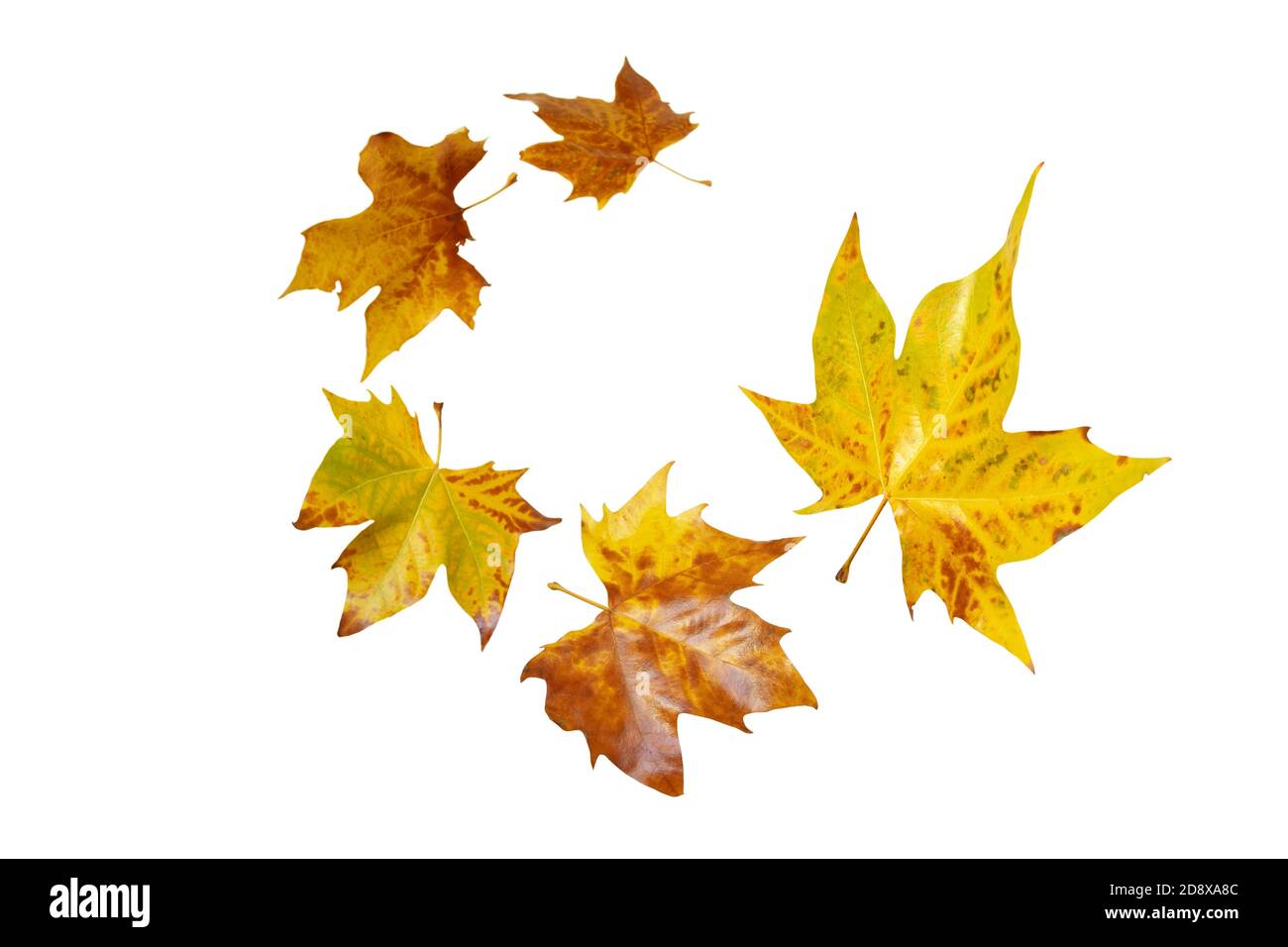 Flying fall yellow plane tree leaves spiral isolated on white. Platanus ...