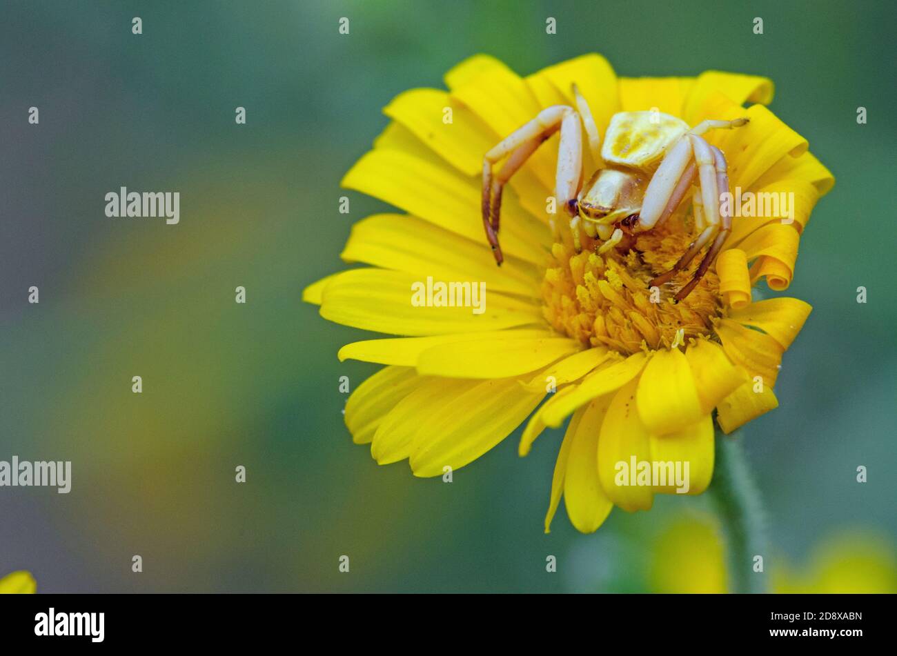 Ambush spider hi-res stock photography and images - Alamy