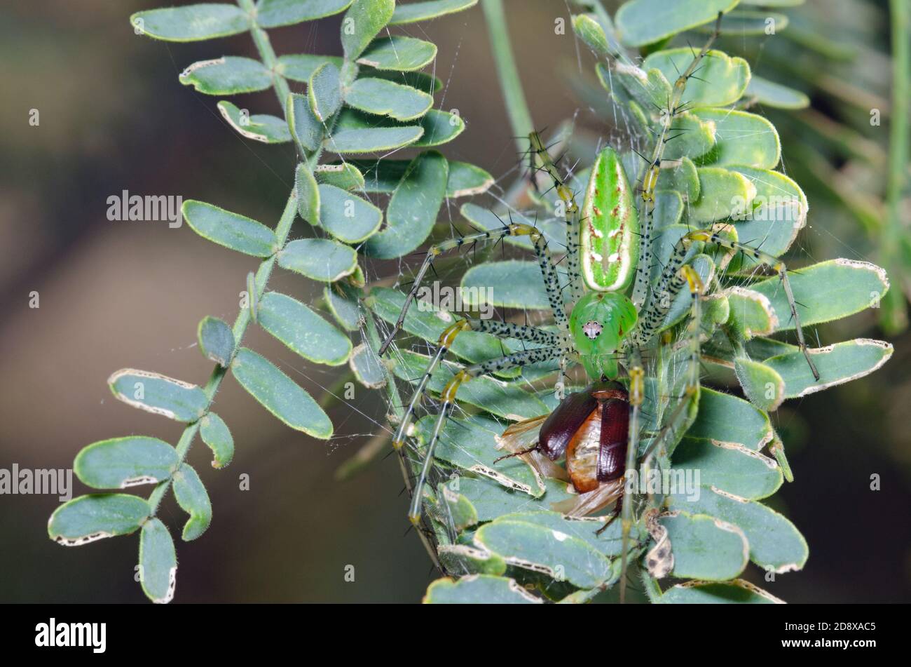 Green lynx spider (Peucetia viridans) feeding on prey Stock Photo - Alamy