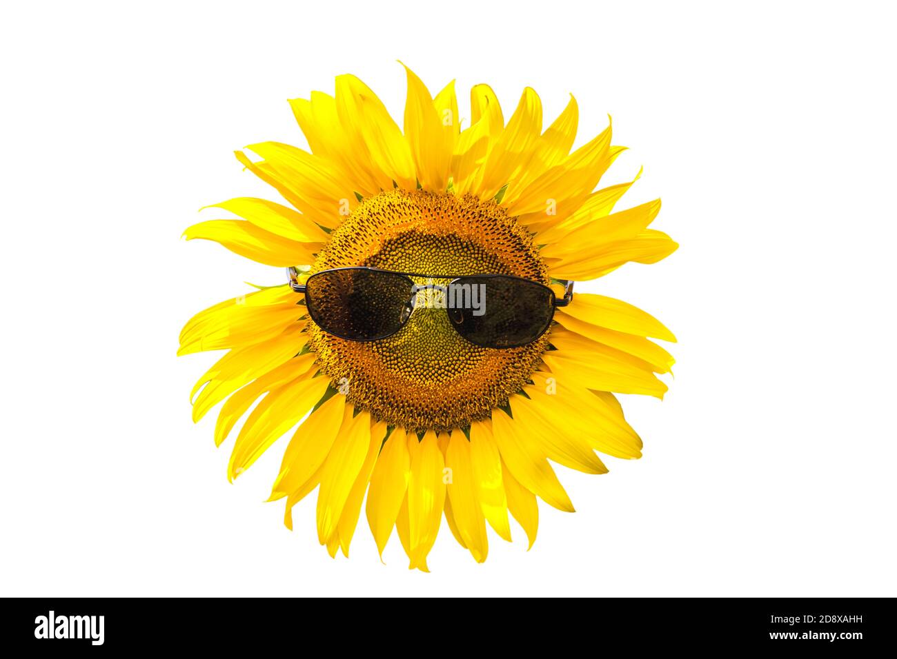 Smiling sunflower wearing black sunglasses isolated on white background ...