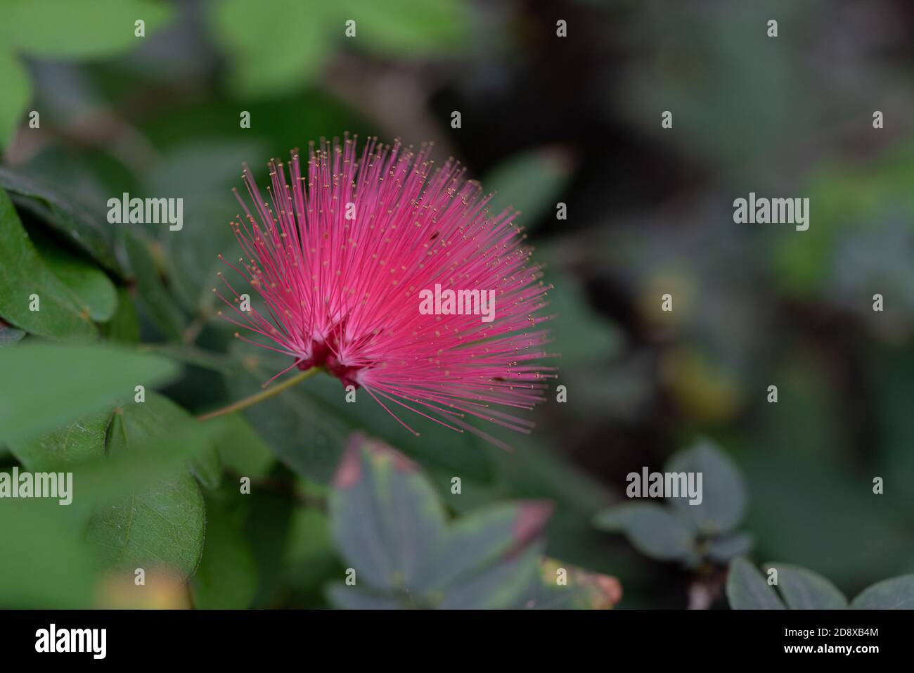 Selective focus shot of an exotic pink flower in the forest Stock Photo ...