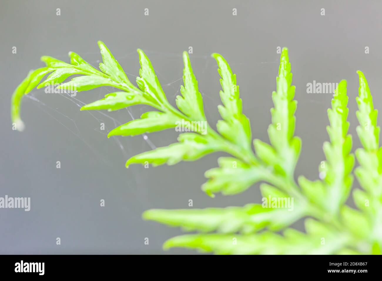 ferns leaf for background Stock Photo - Alamy